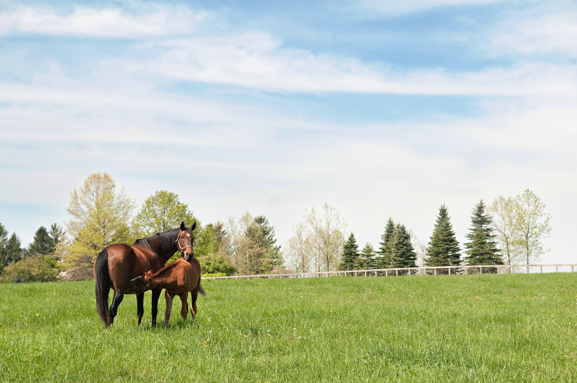 Thoroughbred Breeding Farm by Carly Abbott Philadelphia Photographer